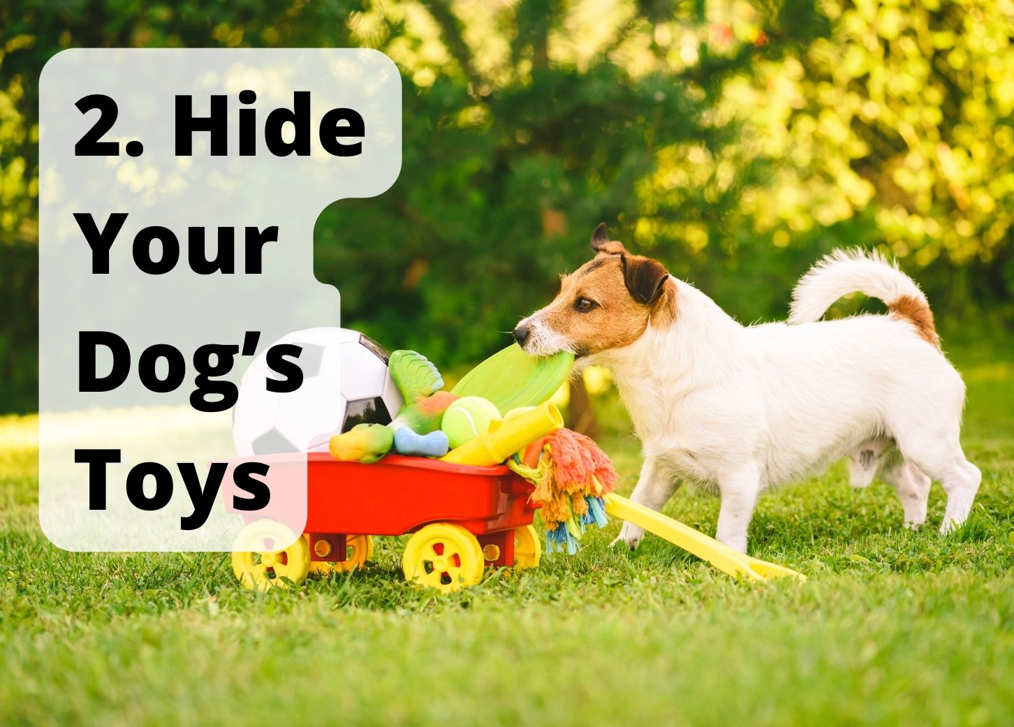 5 Quick Tips to Make Your Dog a Genius