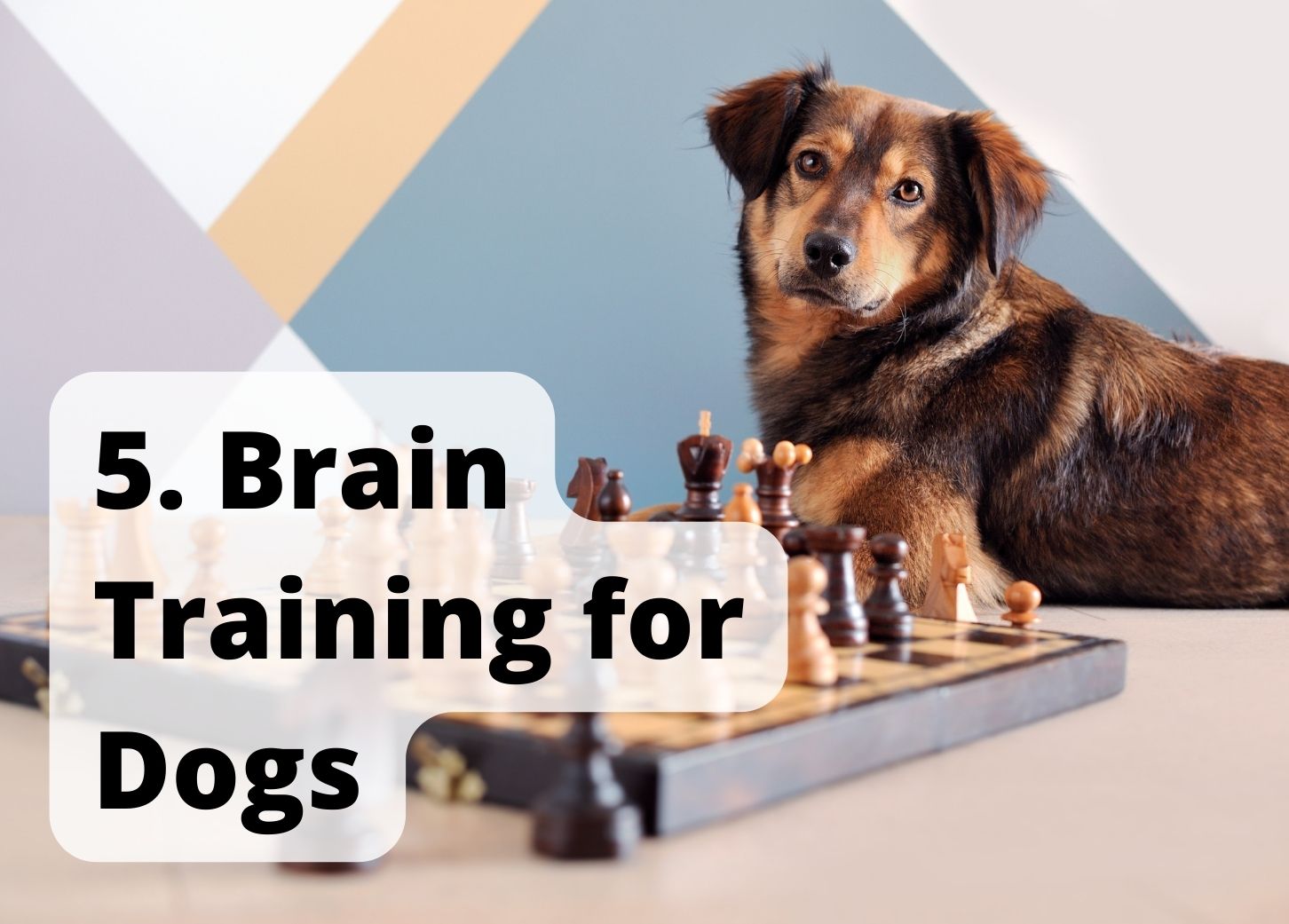5 Quick Tips to Make Your Dog a Genius