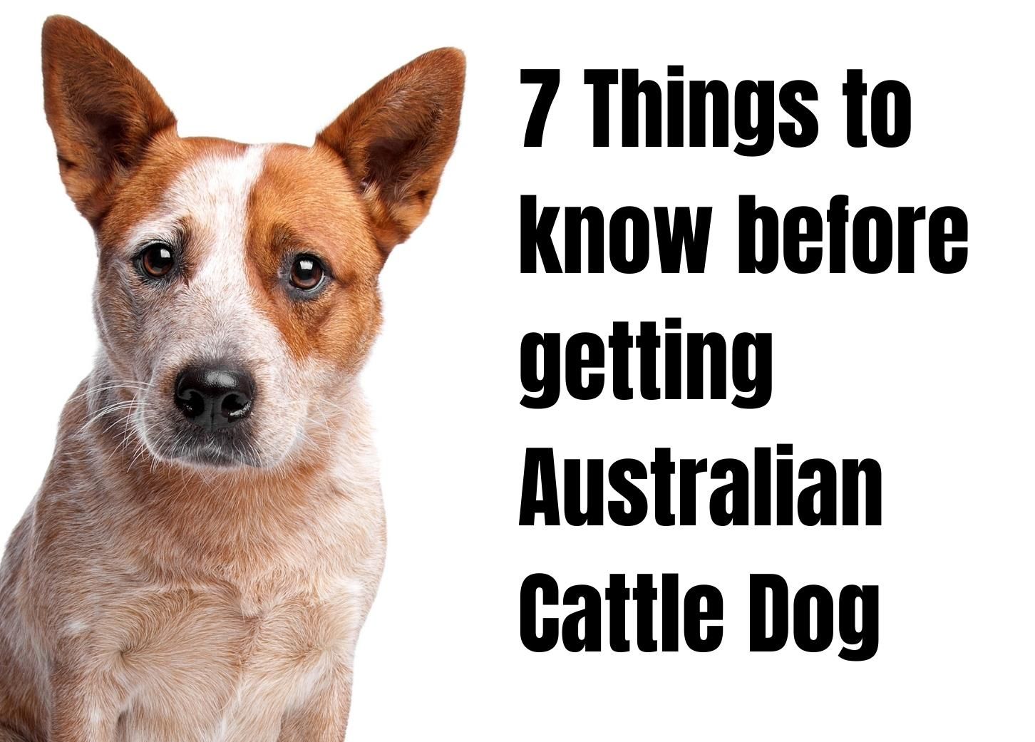 Discover Seven Fascinating Facts About The Australian Cattle Dog