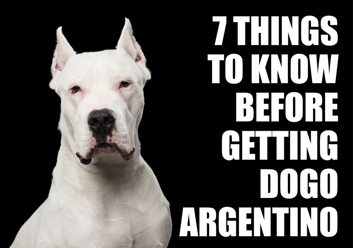 What You Should Know Before Adopting a Dogo Argentino Puppy What You Should Know Before Adopting a Dogo Argentino Puppy
