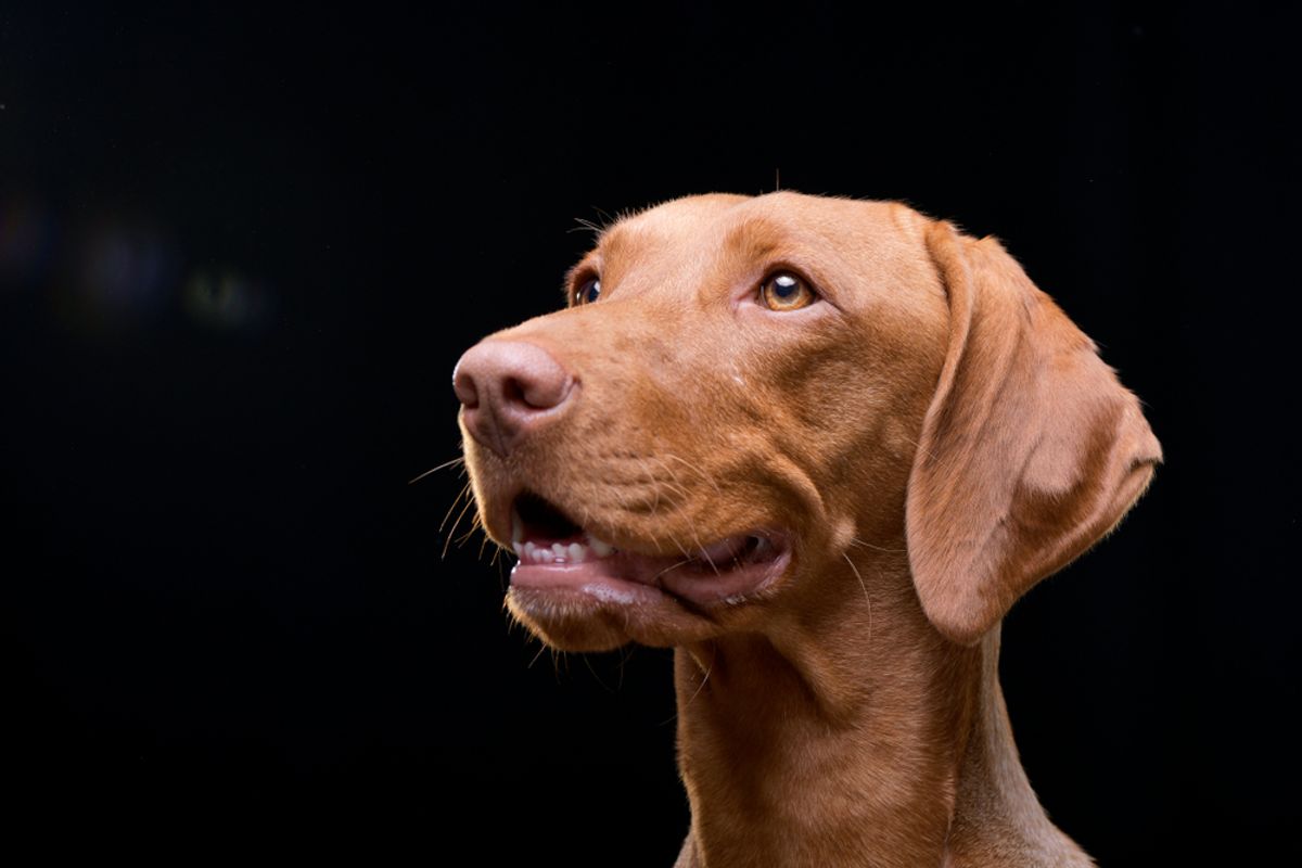 7 Things To Know Before Getting A Vizsla Puppy 7 Things To Know Before Getting A Vizsla Puppy