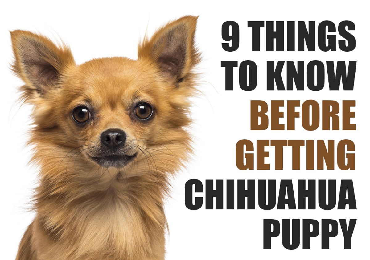 What You Should Know Before Adopting a Chihuahua Puppy What You Should Know Before Adopting a Chihuahua Puppy