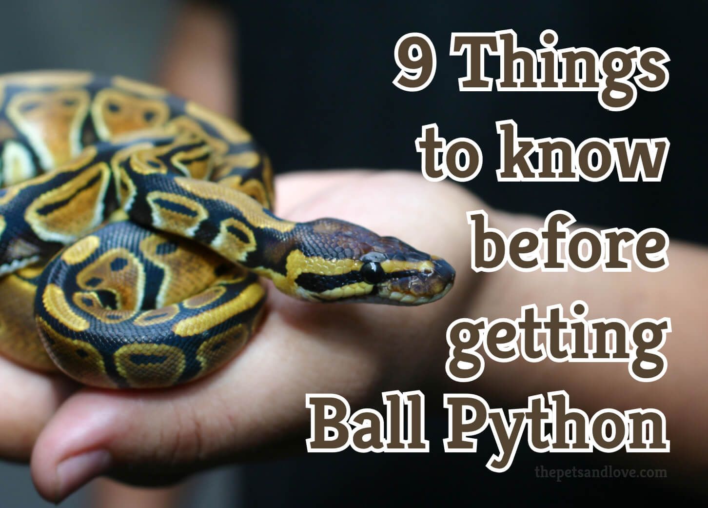 9 Things You Should Know About The Ball Python