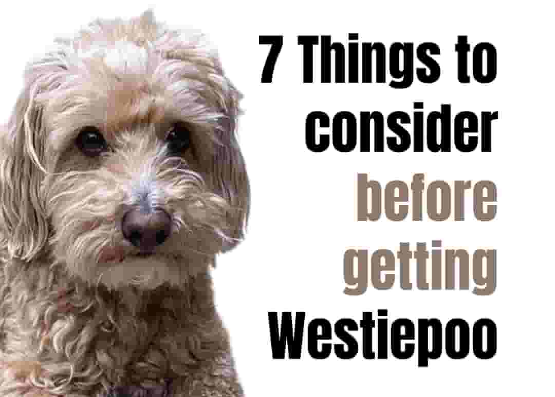 6 Problems to Tackle Before Getting a Rhodesian Ridgeback