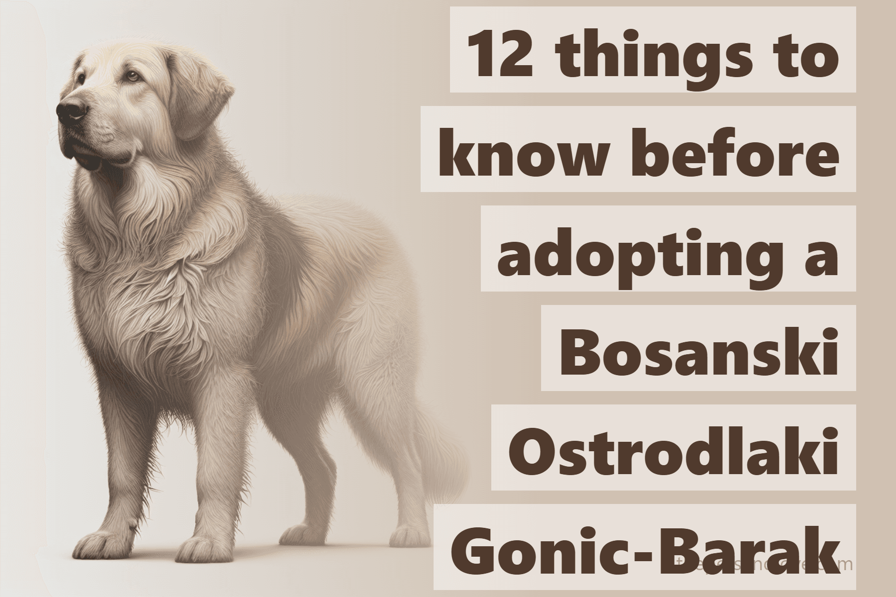 12 things to know before adopting a Bosanski Ostrodlaki Gonic-Barak