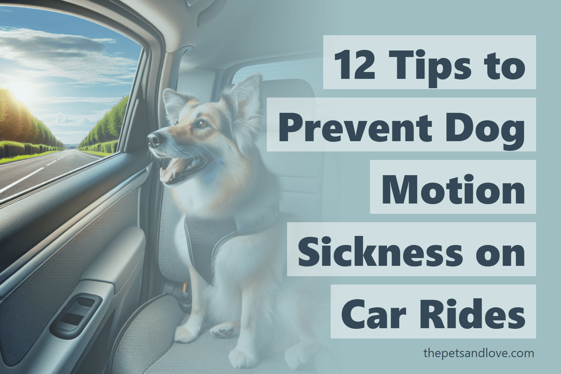 12 Tips to Prevent Dog Motion Sickness on Car Rides