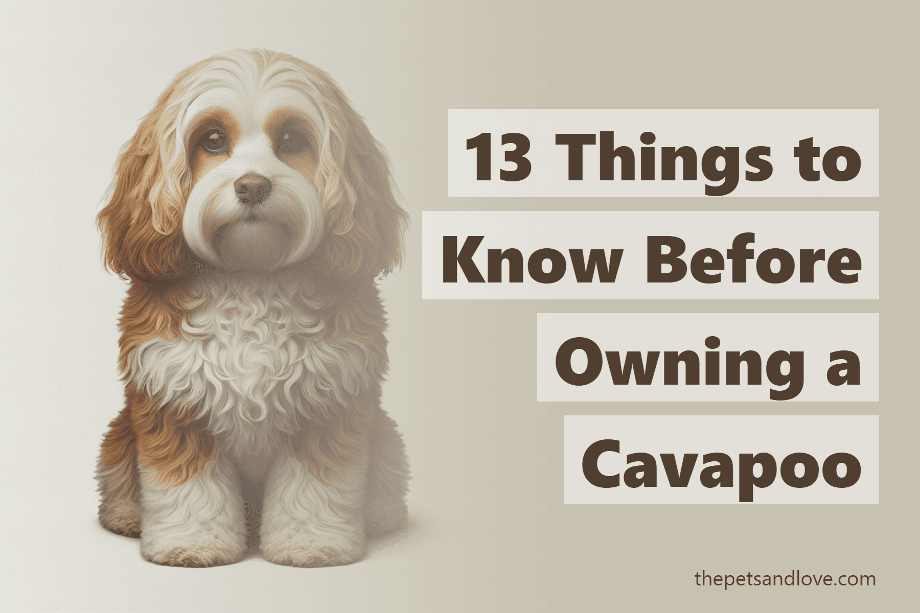 13 Things to Know Before Owning a Cavapoo