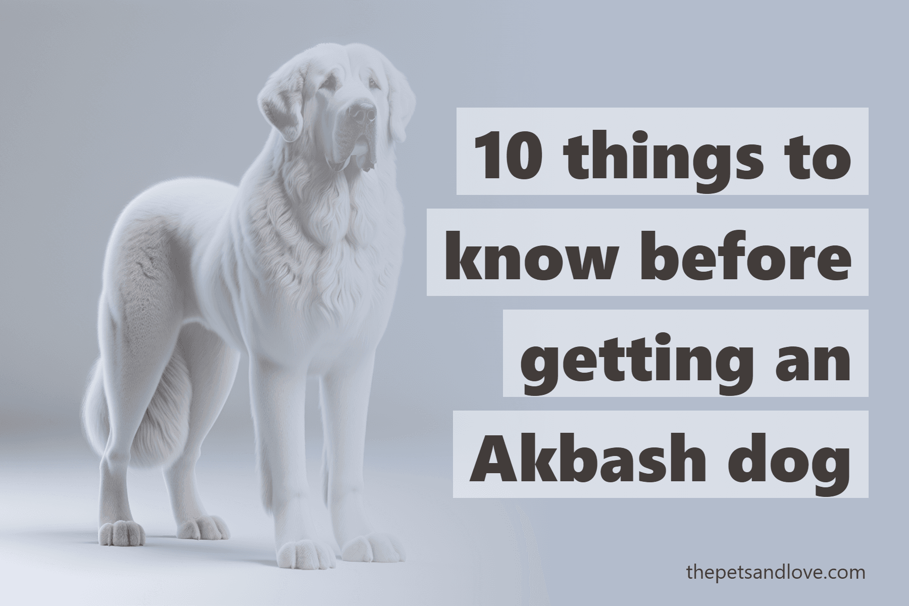 10 things to know before getting an Akbash dog