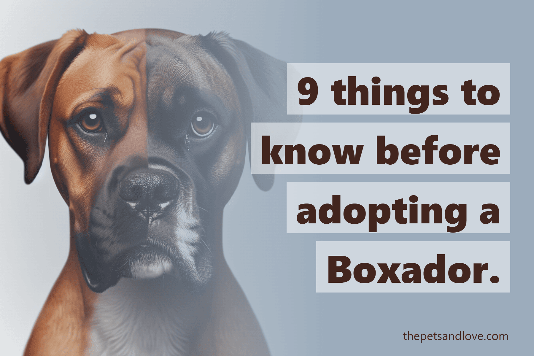 9 things to know before adopting a Boxador.