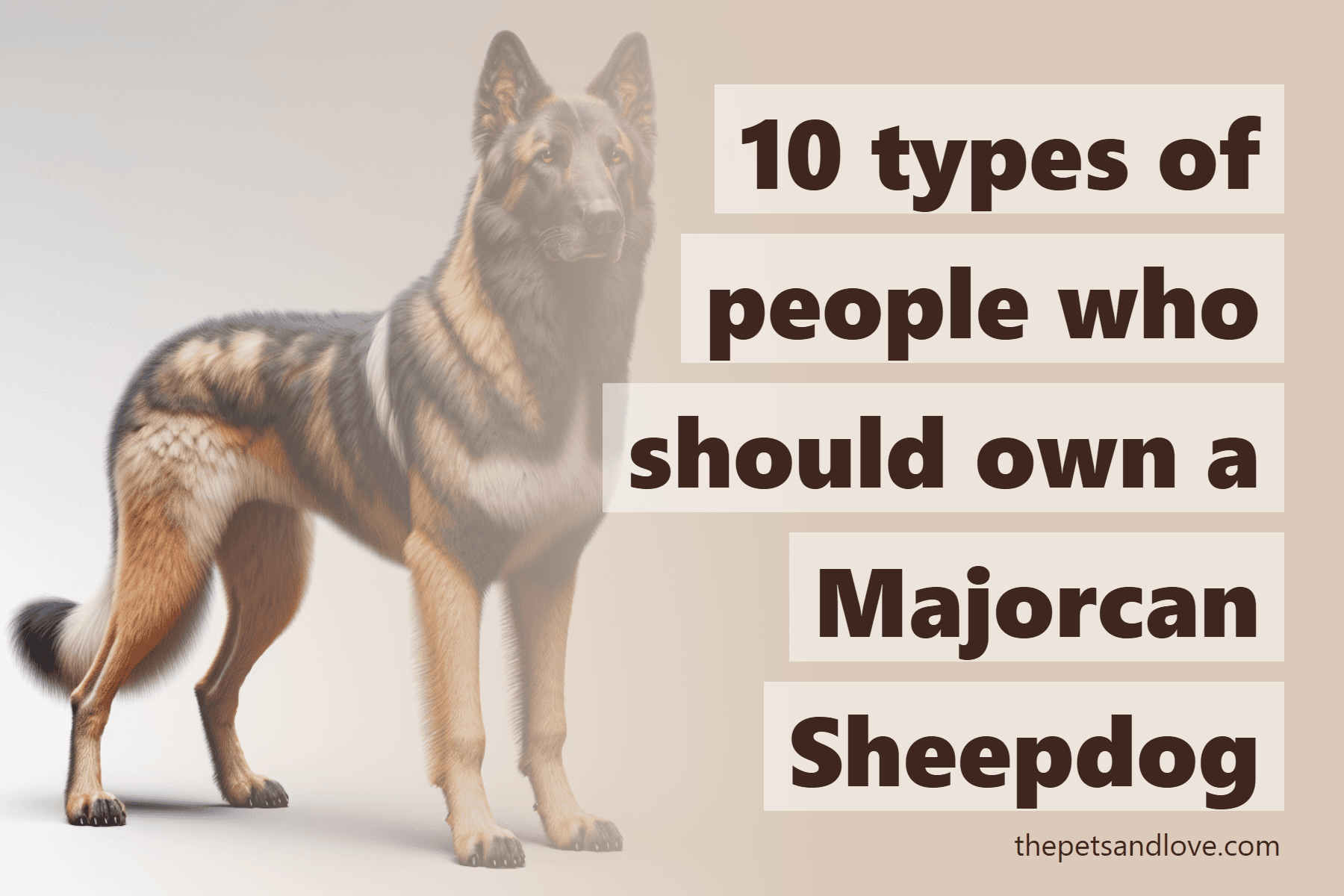 10 types of people who should own a Majorcan Sheepdog