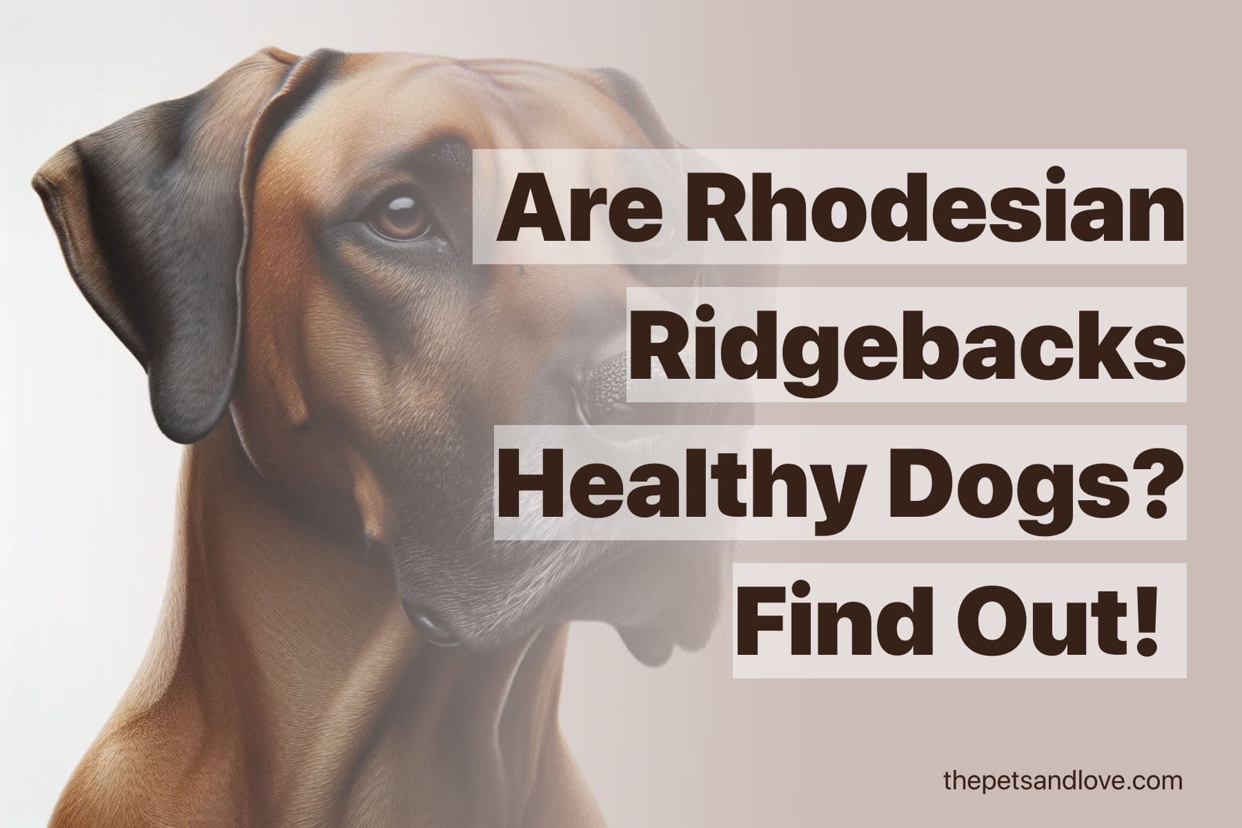 Is the Rhodesian Ridgeback a Healthy Dog Breed?