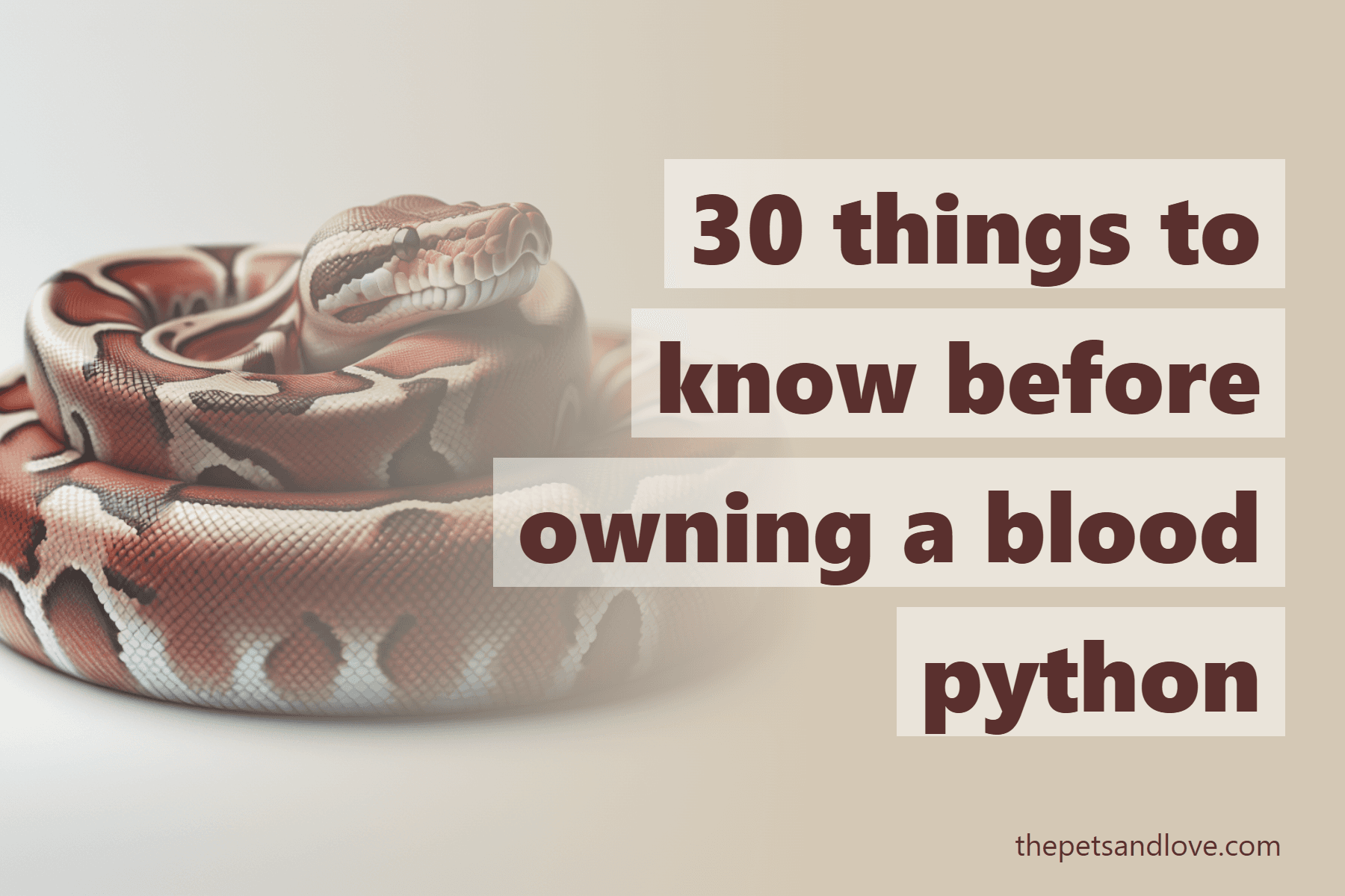 30 things to know before owning a blood python