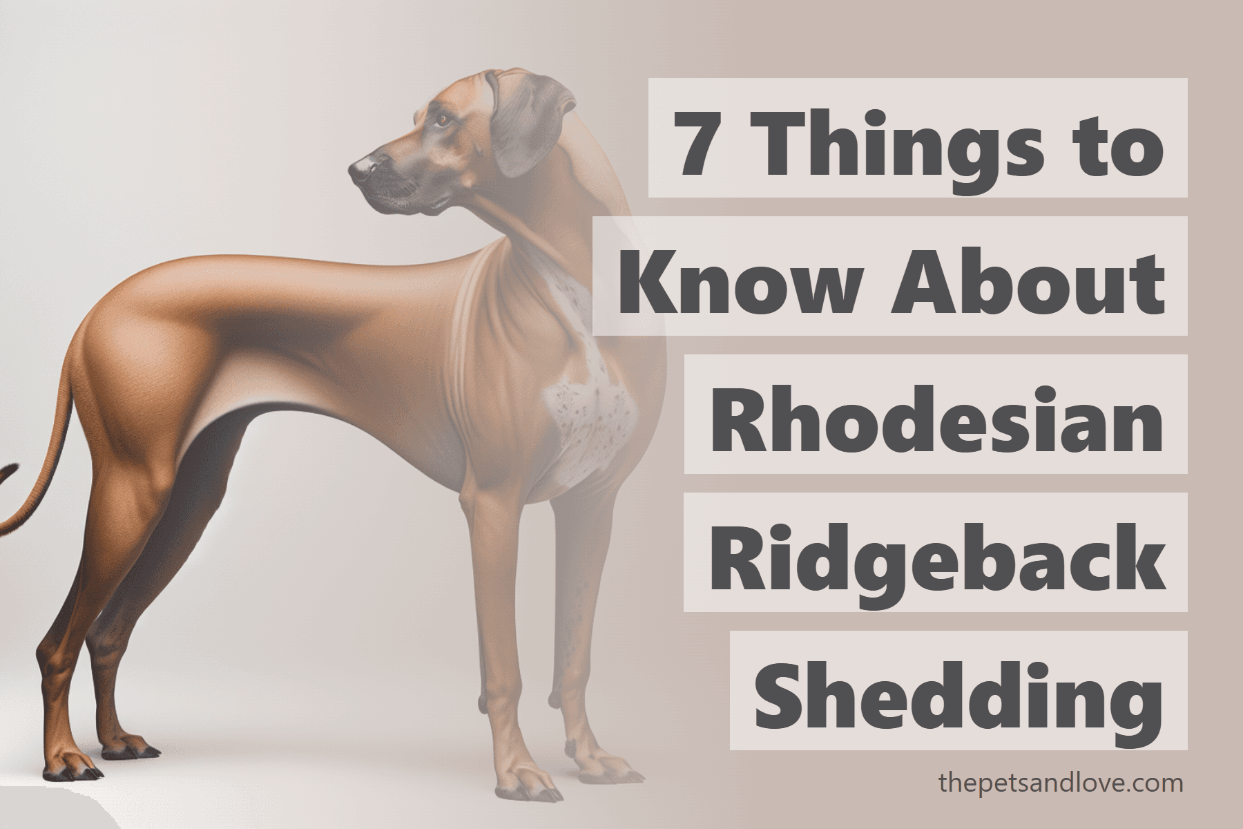 7 Things to Know About Rhodesian Ridgeback Shedding