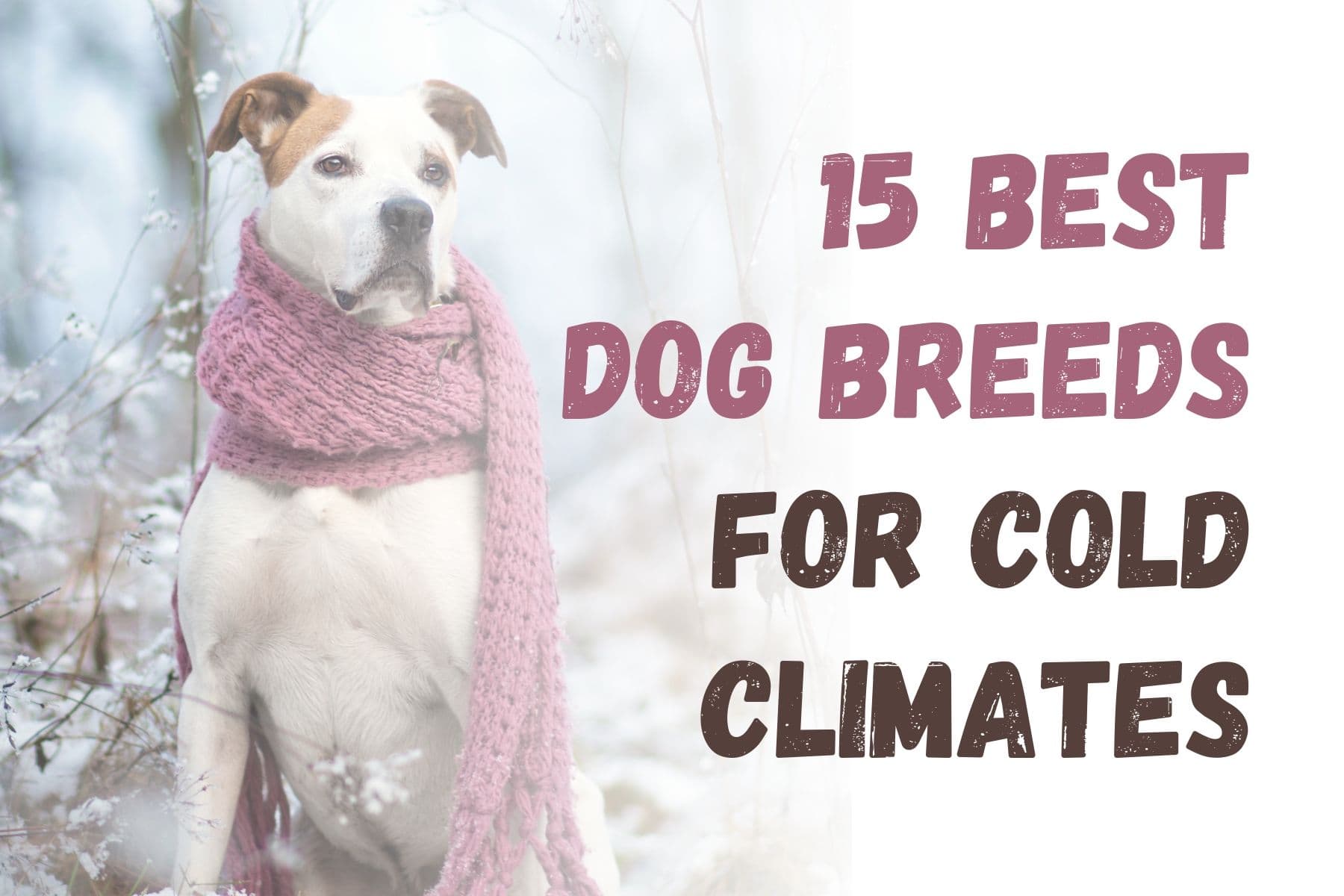 Top 15 Dog Breeds Suited for Cold Weather