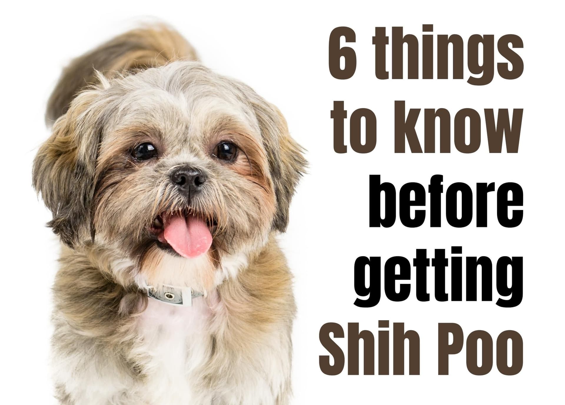 6 Things I Wish I Knew Before Getting My Shih Poo