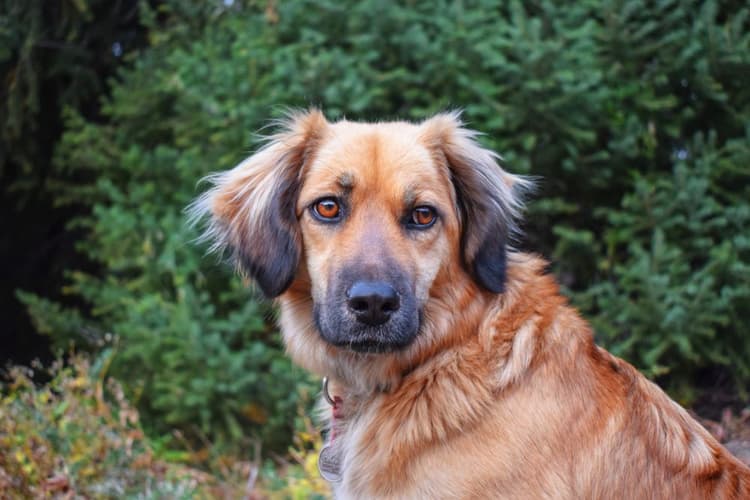 Discover 13 Gentle Giant Dog Breeds That Will Capture Your Heart