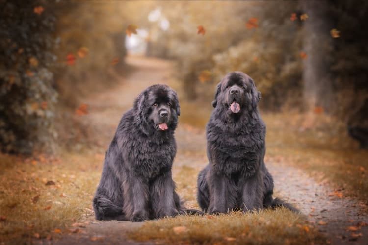 Discover 13 Gentle Giant Dog Breeds That Will Capture Your Heart