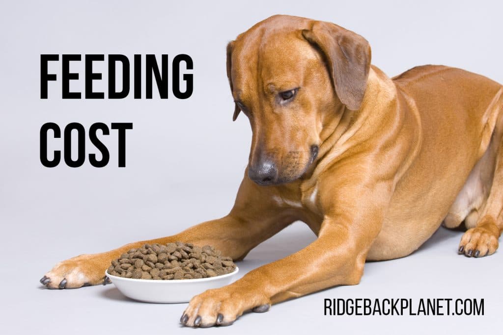 The 6 Most Common Behavior Problems in Ridgebacks and How to Solve Them