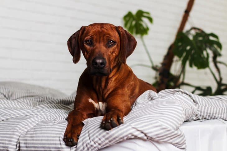 Rhodesian Ridgeback Size Guide with Pictures