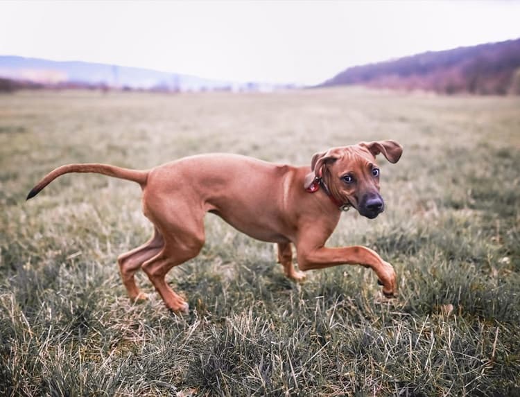 Rhodesian Ridgeback 5 personality traits you would love - The Pets and Love