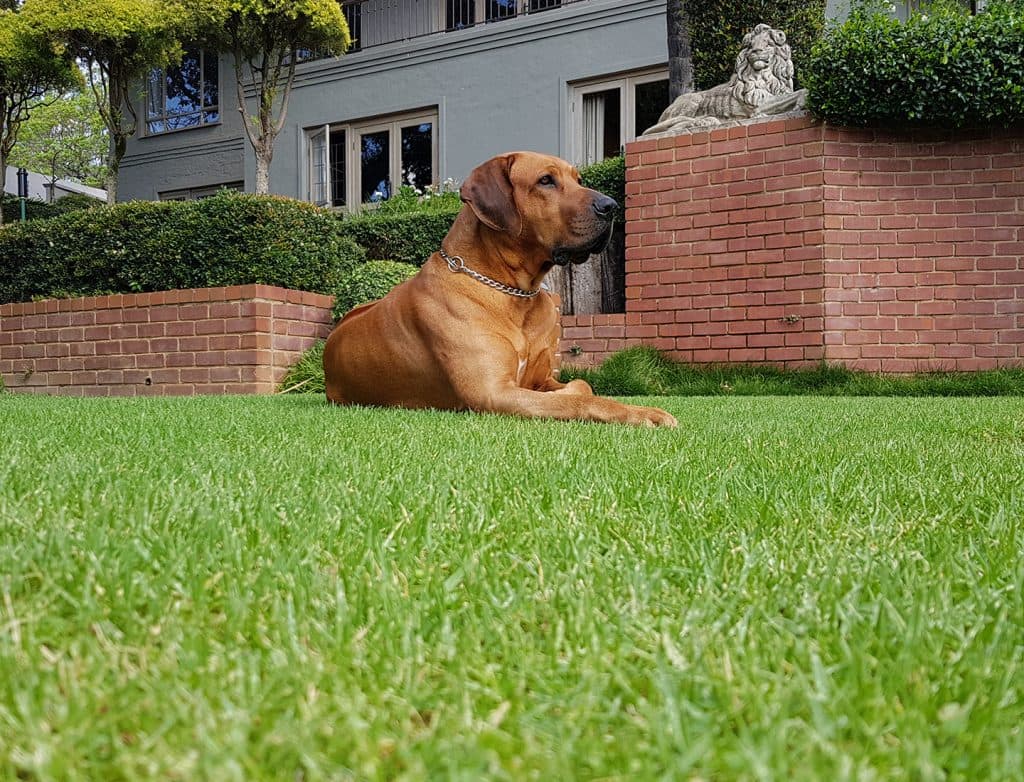 Are Rhodesian Ridgebacks Good Guard Dogs? - The Pets and Love