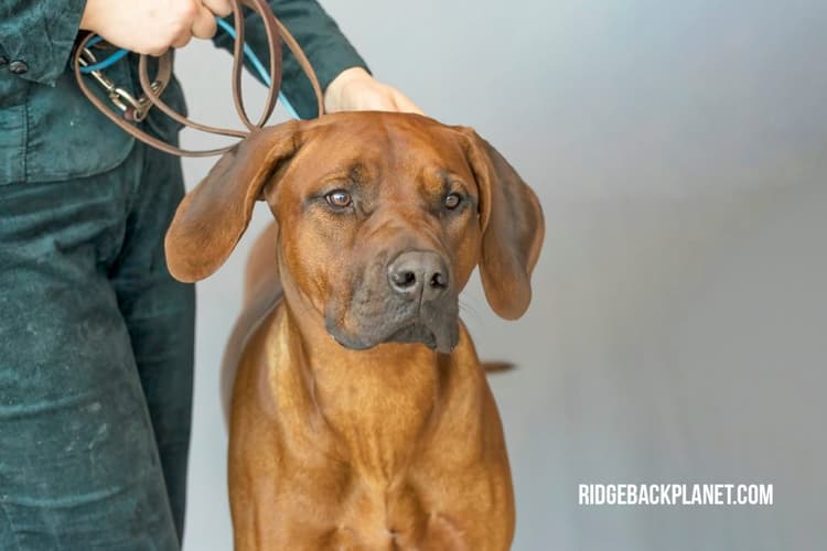 Rhodesian Ridgeback Begginner. Helpful illustrated guide. - The Pets ...