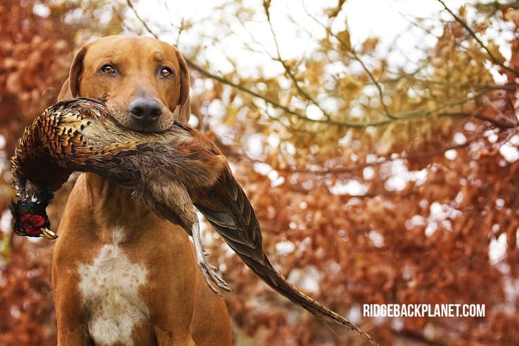 Rhodesian Ridgeback Begginner. Helpful illustrated guide. - The Pets ...