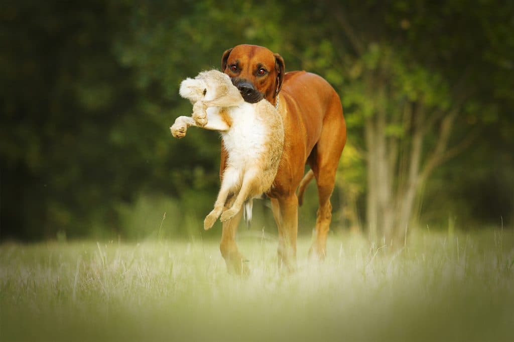 The 6 Most Common Behavior Problems in Ridgebacks and How to Solve Them