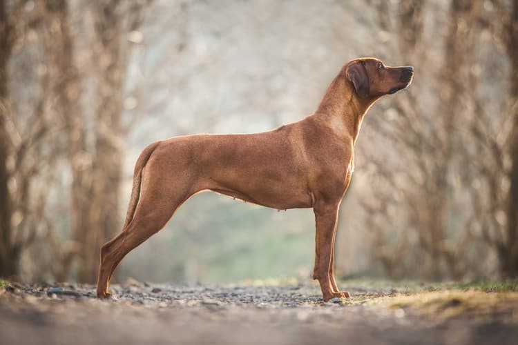 What Causes the Distinctive Ridges on Rhodesian Ridgebacks?