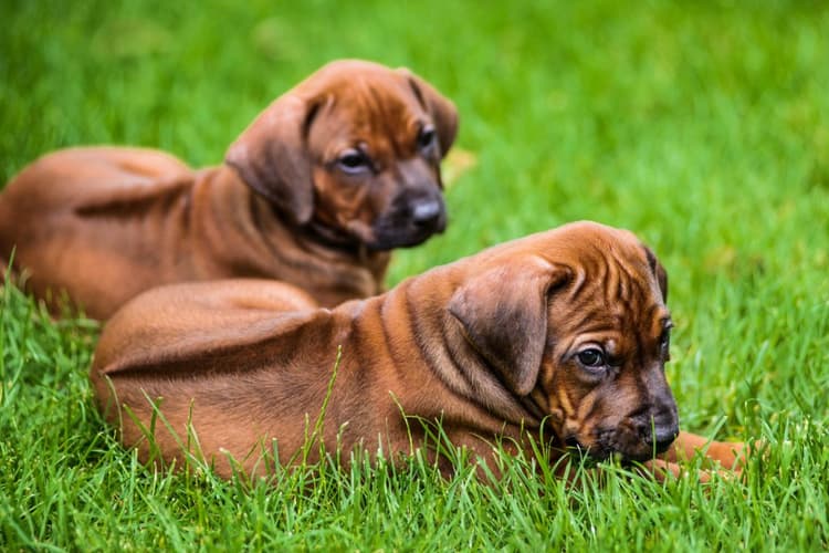 What Causes the Distinctive Ridges on Rhodesian Ridgebacks?