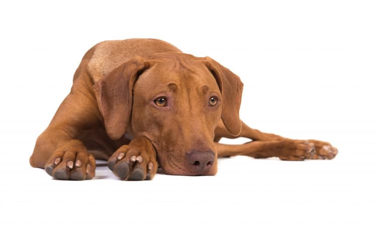 What Causes the Distinctive Ridges on Rhodesian Ridgebacks?