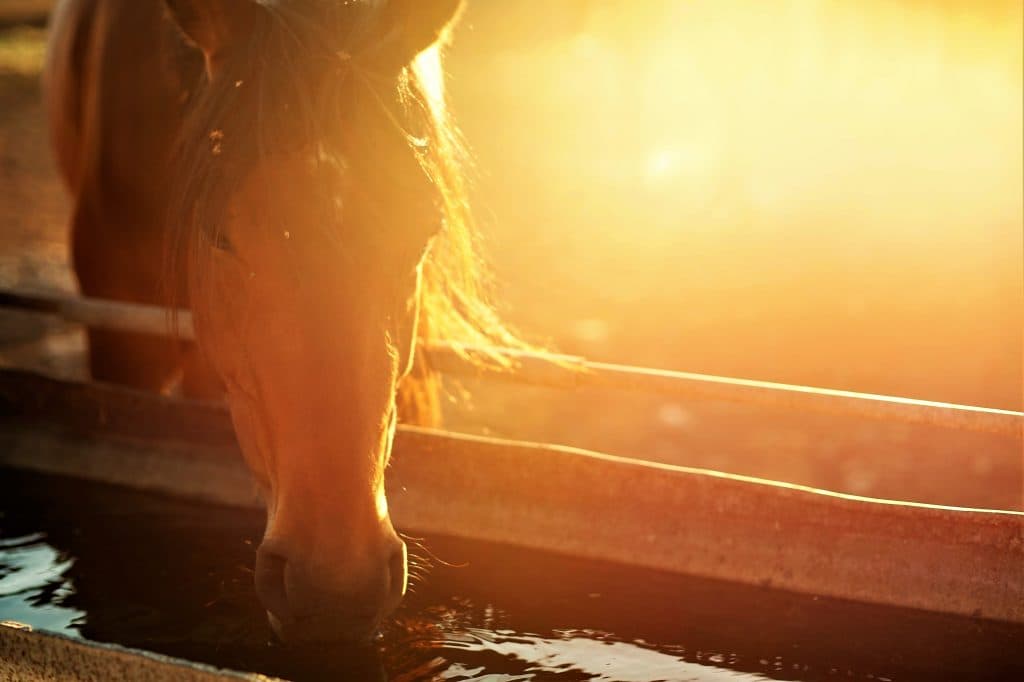 Understanding How Horses Sweat