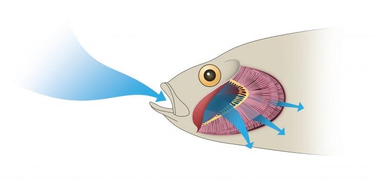 Do Fish Have Lungs? Explained with Helpful Infographics
