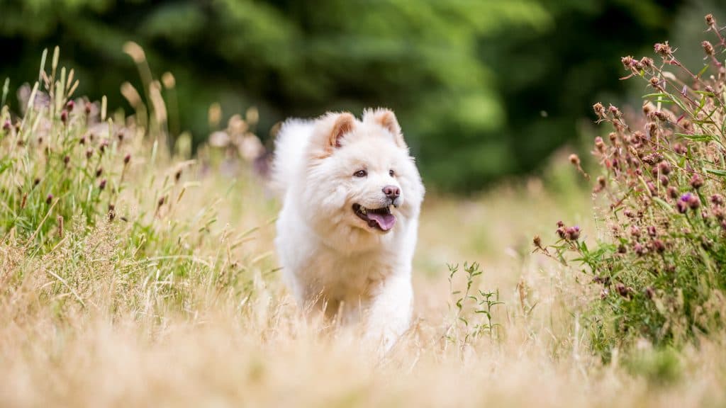 Do Samoyeds Shed? Advice for Allergy-Prone Families