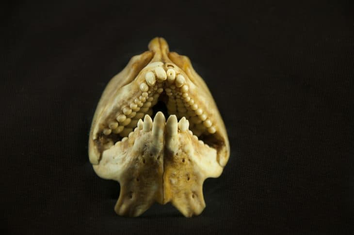 Do Fish Have Teeth? 5 Facts You Didn’t Know - The Pets and Love