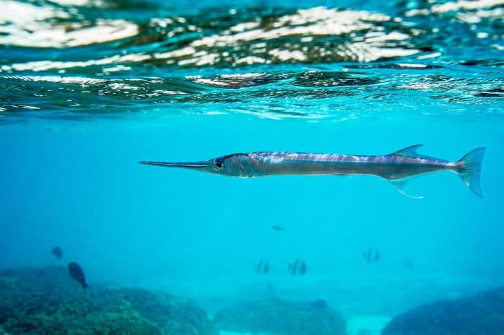 Do Fish Have Teeth? 5 Facts You Didn’t Know - The Pets and Love