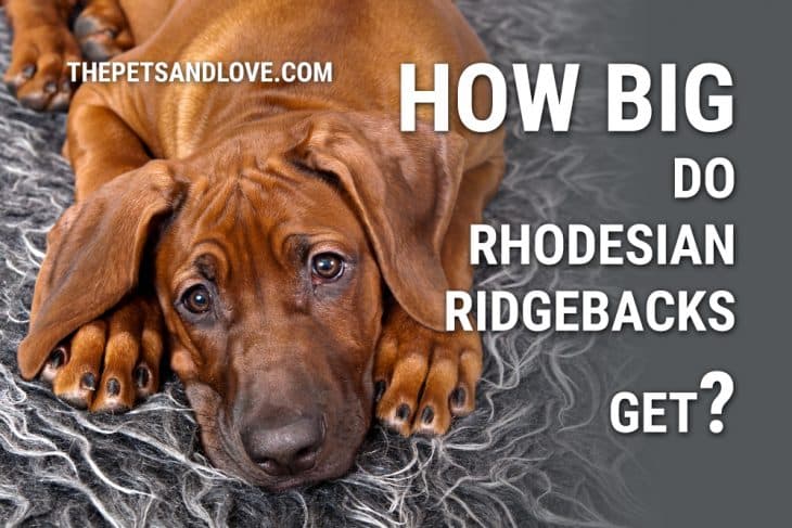 Rhodesian Ridgeback Size Guide with Pictures