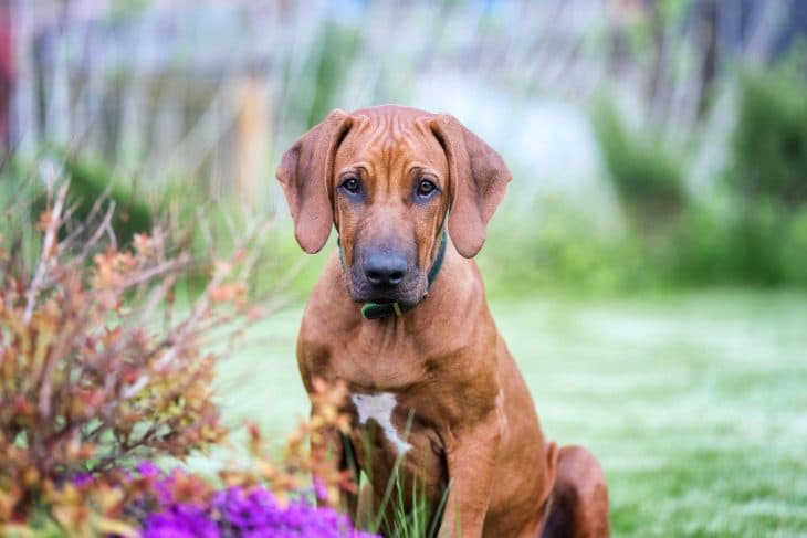 Rhodesian Ridgeback Size Guide with Pictures