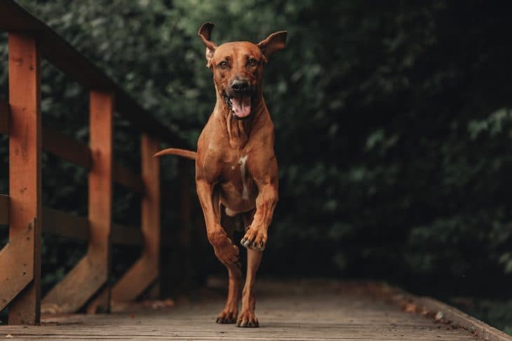 Rhodesian Ridgeback Size Guide with Pictures