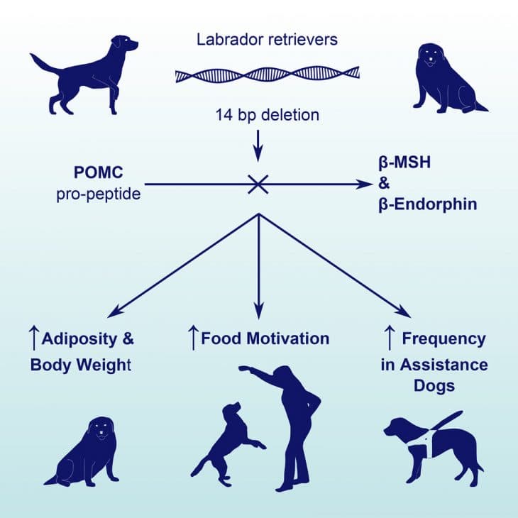What You Should Know Before Getting a Labrador Retriever