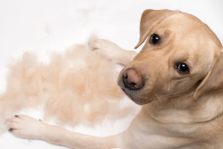 What You Should Know Before Getting a Labrador Retriever