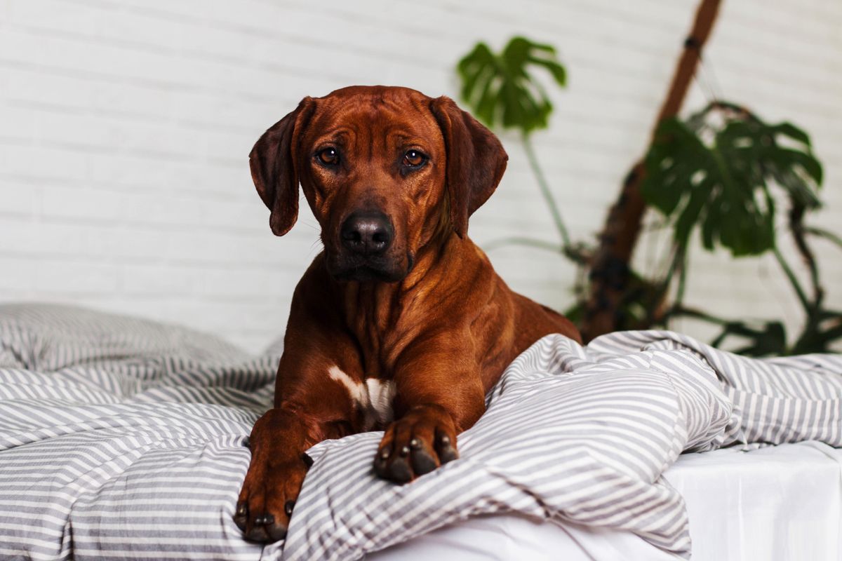 Is the Rhodesian Ridgeback a Good Family Dog?