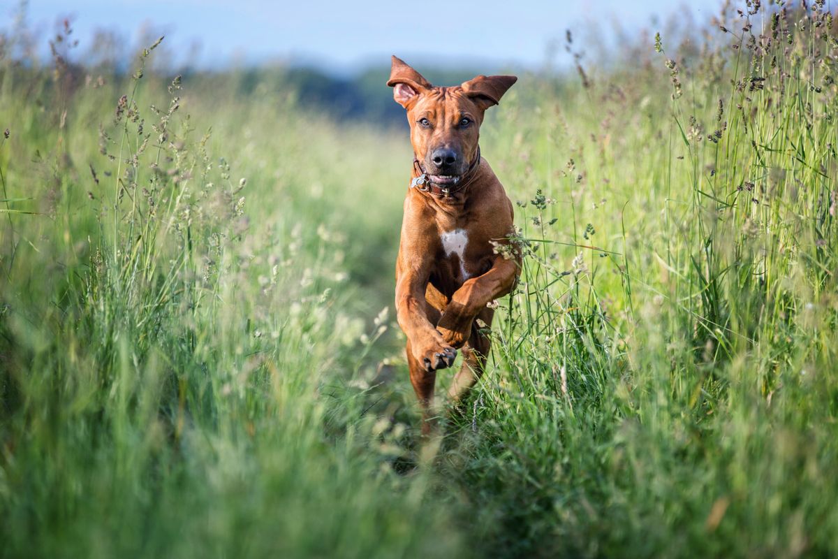 Is the Rhodesian Ridgeback a Healthy Dog Breed?