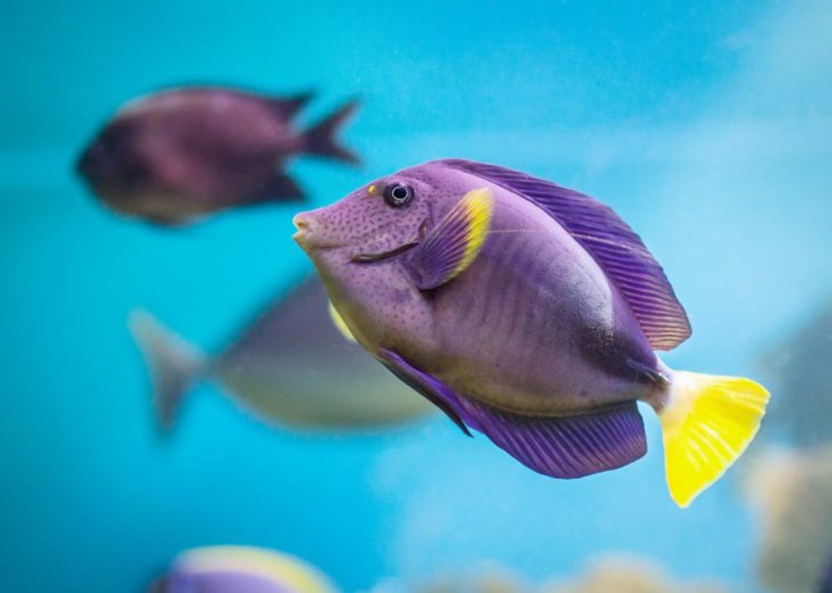 Can fish see water if humans can't see air?