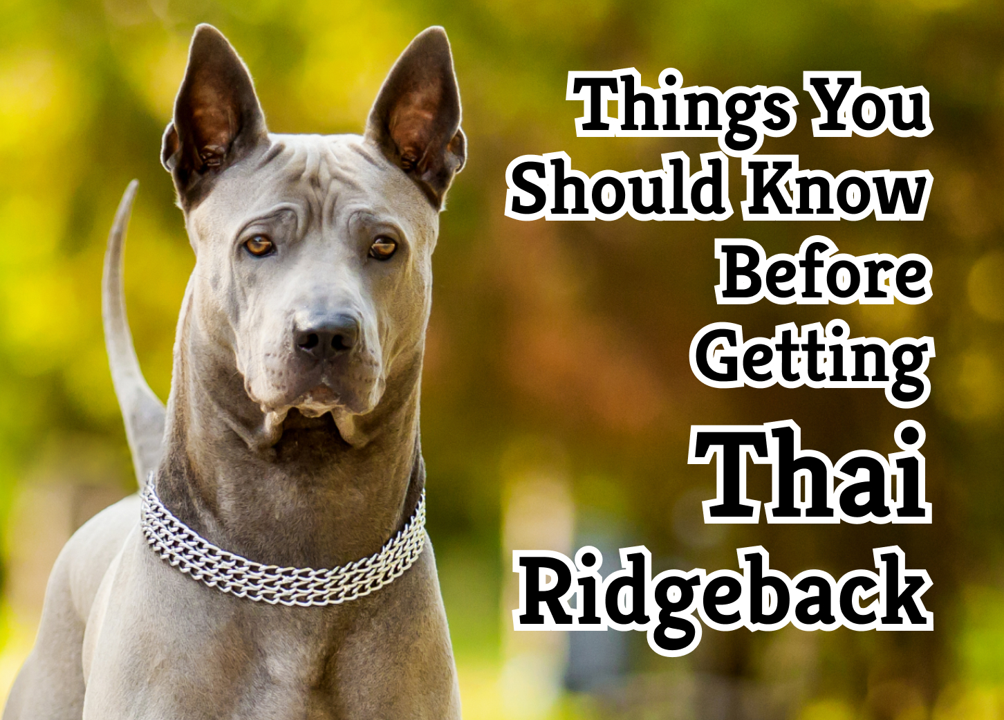 Important Things to Know Before Getting Thai Ridgeback
