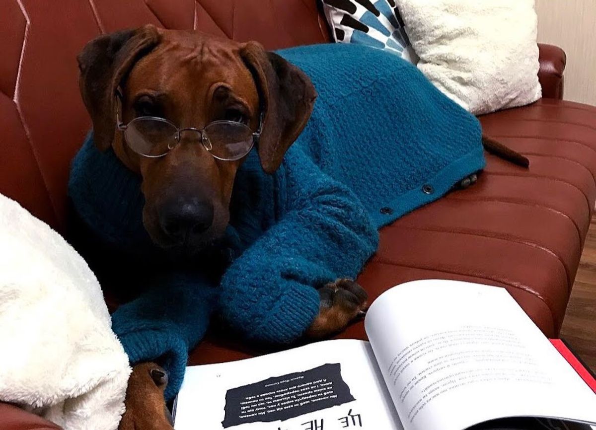 Is the Rhodesian Ridgeback an Intelligent Breed?