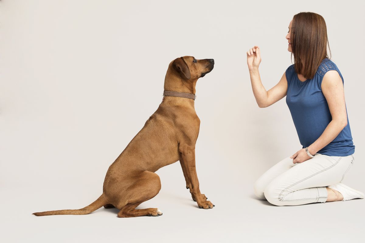 10 Most Effective Tips for Properly Training Your Rhodesian Ridgeback 10 Most Effective Tips for Properly Training Your Rhodesian Ridgeback