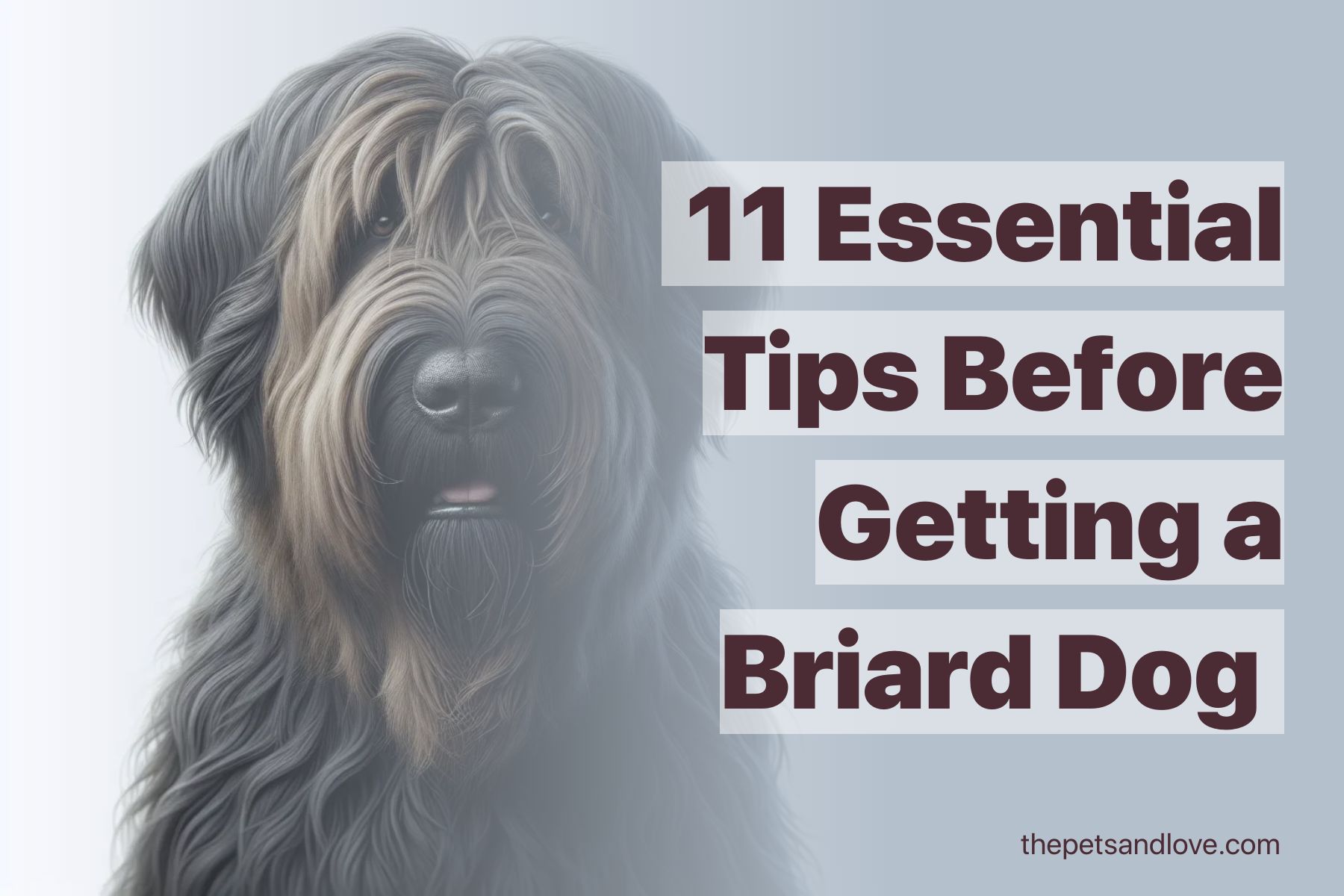 Consider These 11 Factors Before Adopting a Briard