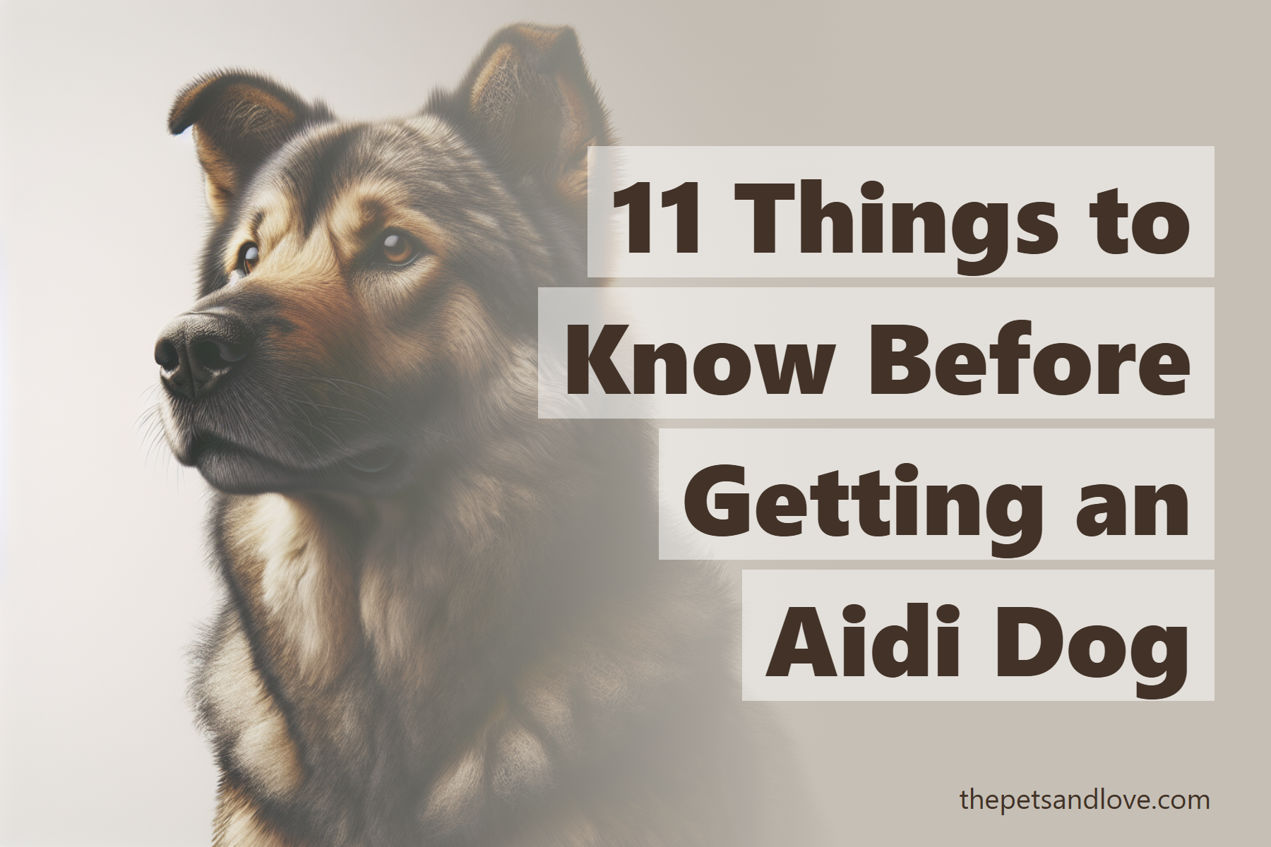 11 Things to Know Before Getting an Aidi Dog