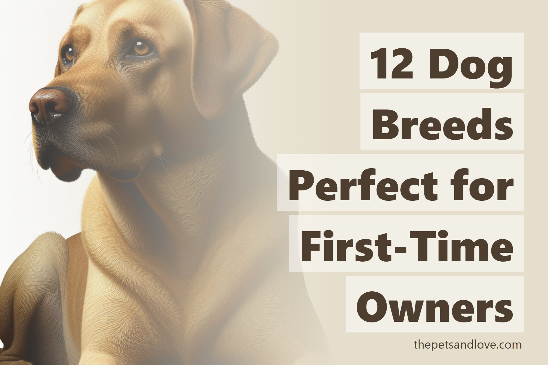 12 Dog Breeds Perfect For First Time Owners